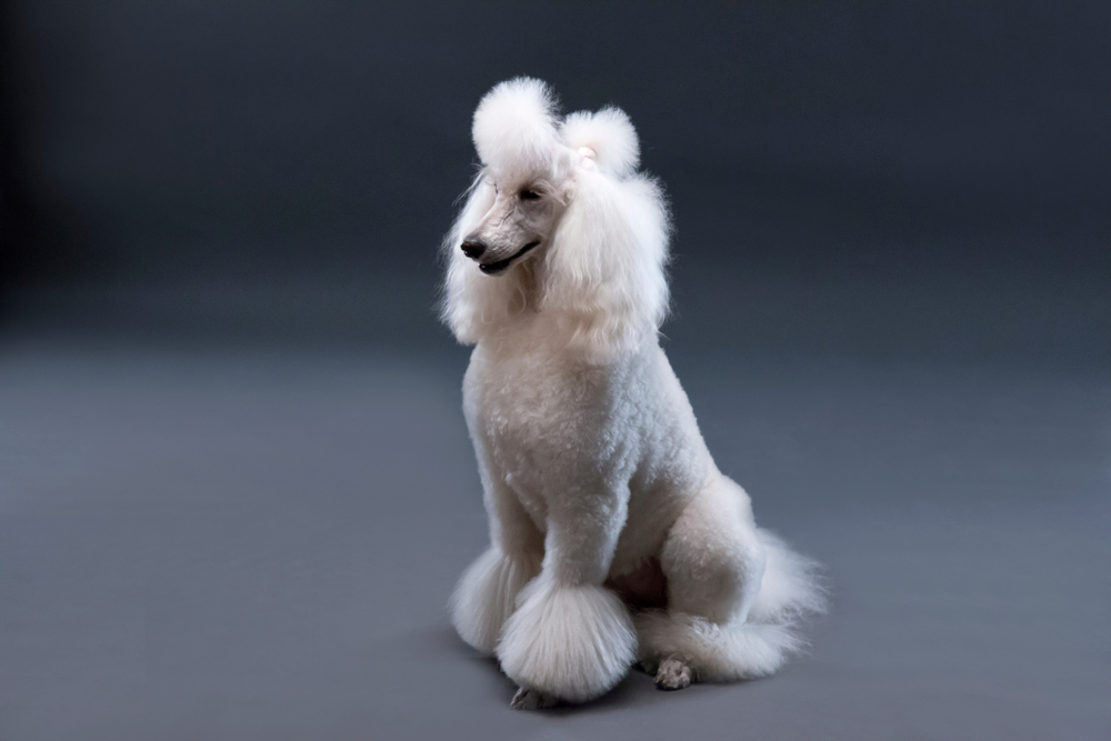 New Zombie 'POODLE' Attack Bred From TLS Flaw | Cyware Alerts - Hacker News