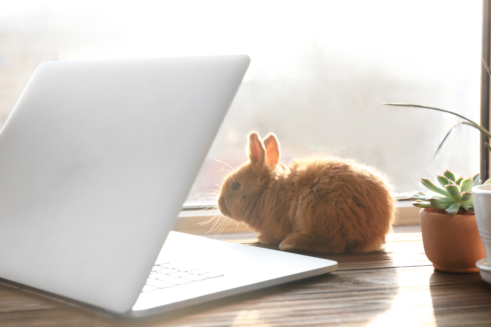 Inside the Rabbit Hole: BunnyLoader 3.0 Unveiled | Cyware Alerts ...